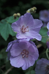 Abutilon vitifolium | Sloat Garden Center