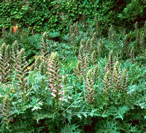 Acanthus spinosus | Sloat Garden Center