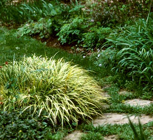 Acorus gramineus ‘Ogon’ | Sloat Garden Center