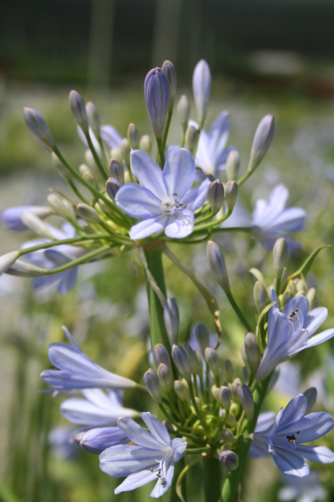 Agapanthus ‘Peter Pan’ | Sloat Garden Center