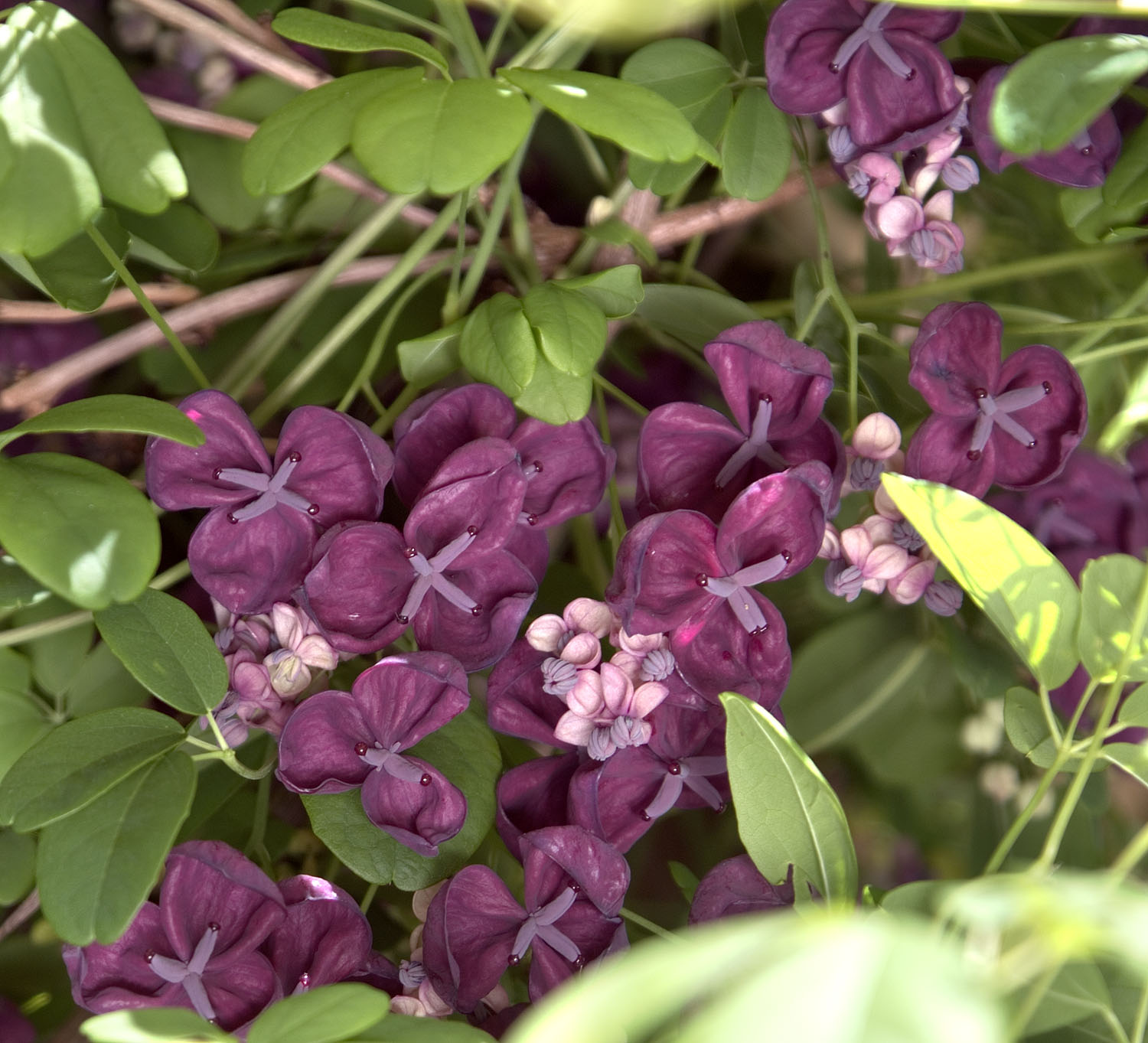 January Gardening Checklist Bay Area CA | Sloat Garden Center