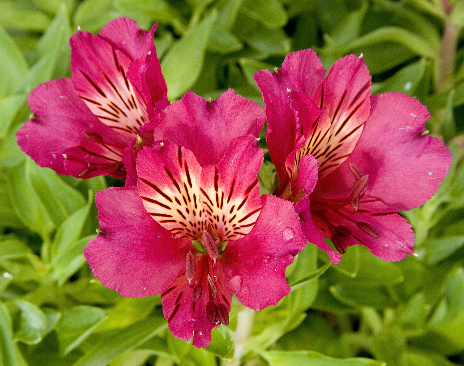 Alstroemeria ‘Princess Ivana’ | Sloat Garden Center
