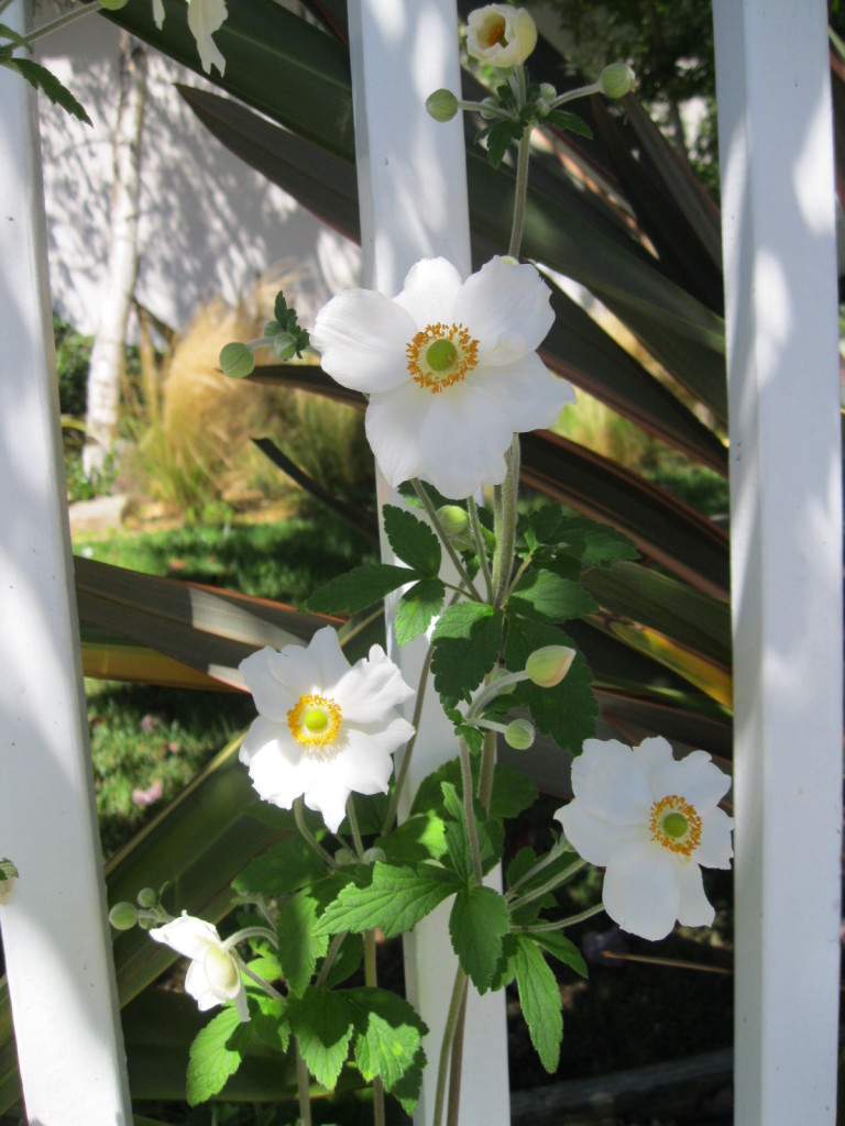Anemone hybrida ‘Whirlwind’ | Sloat Garden Center