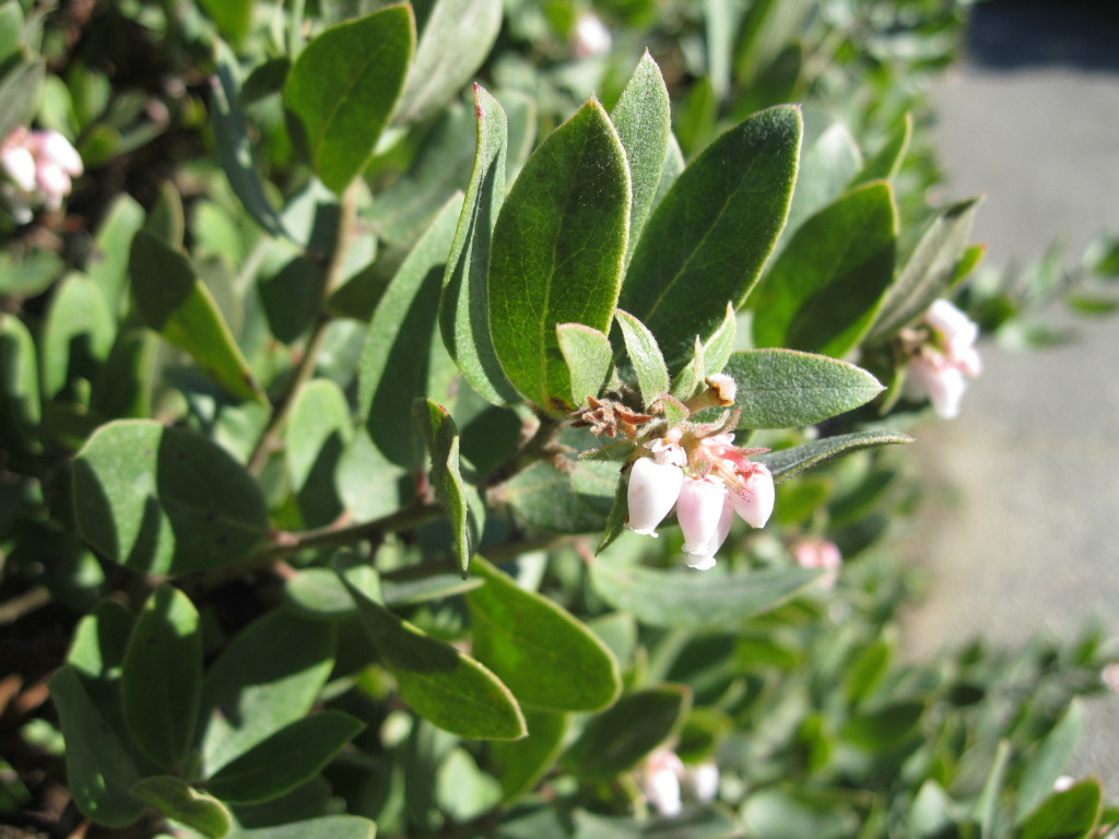 Arctostaphylos ‘Pacific Mist’ | Sloat Garden Center