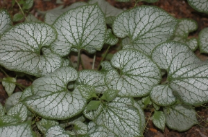 Brunnera macrophylla ‘Jack Frost’ | Sloat Garden Center