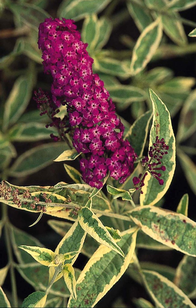 Buddleja davidii ‘Harlequin’ | Sloat Garden Center
