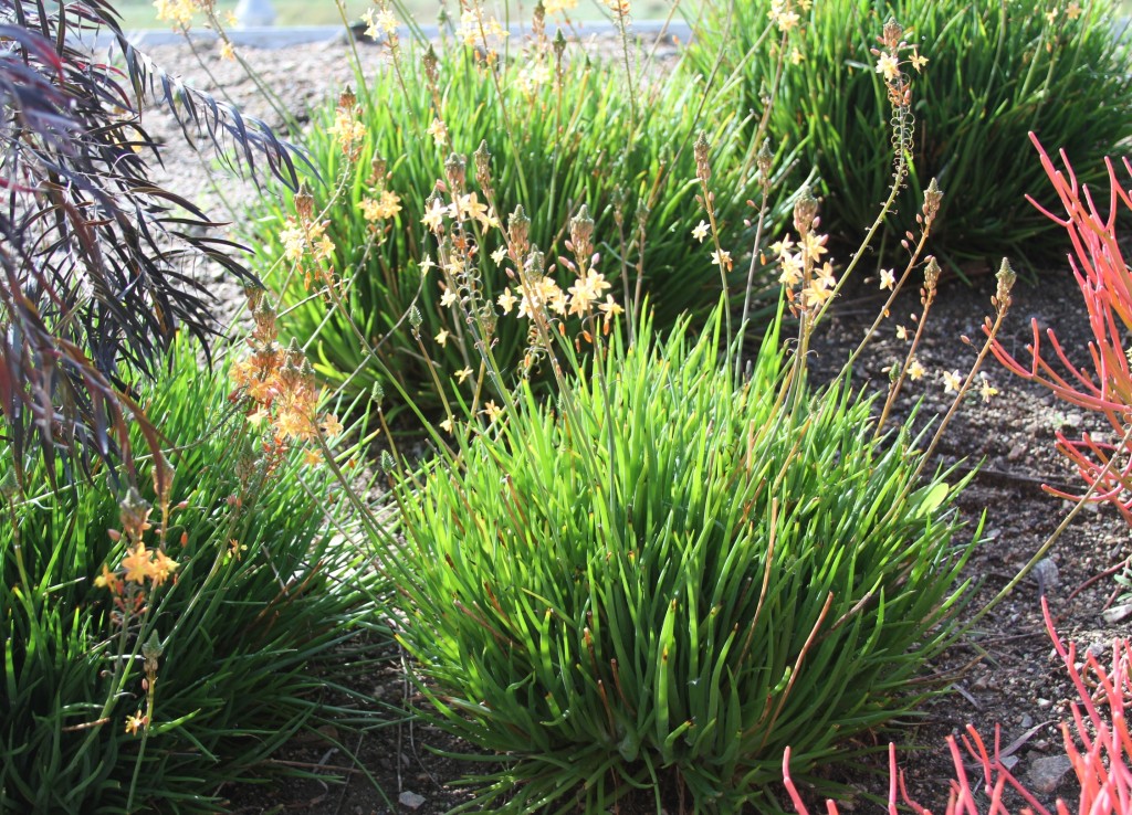 Bulbine frutescens | Sloat Garden Center