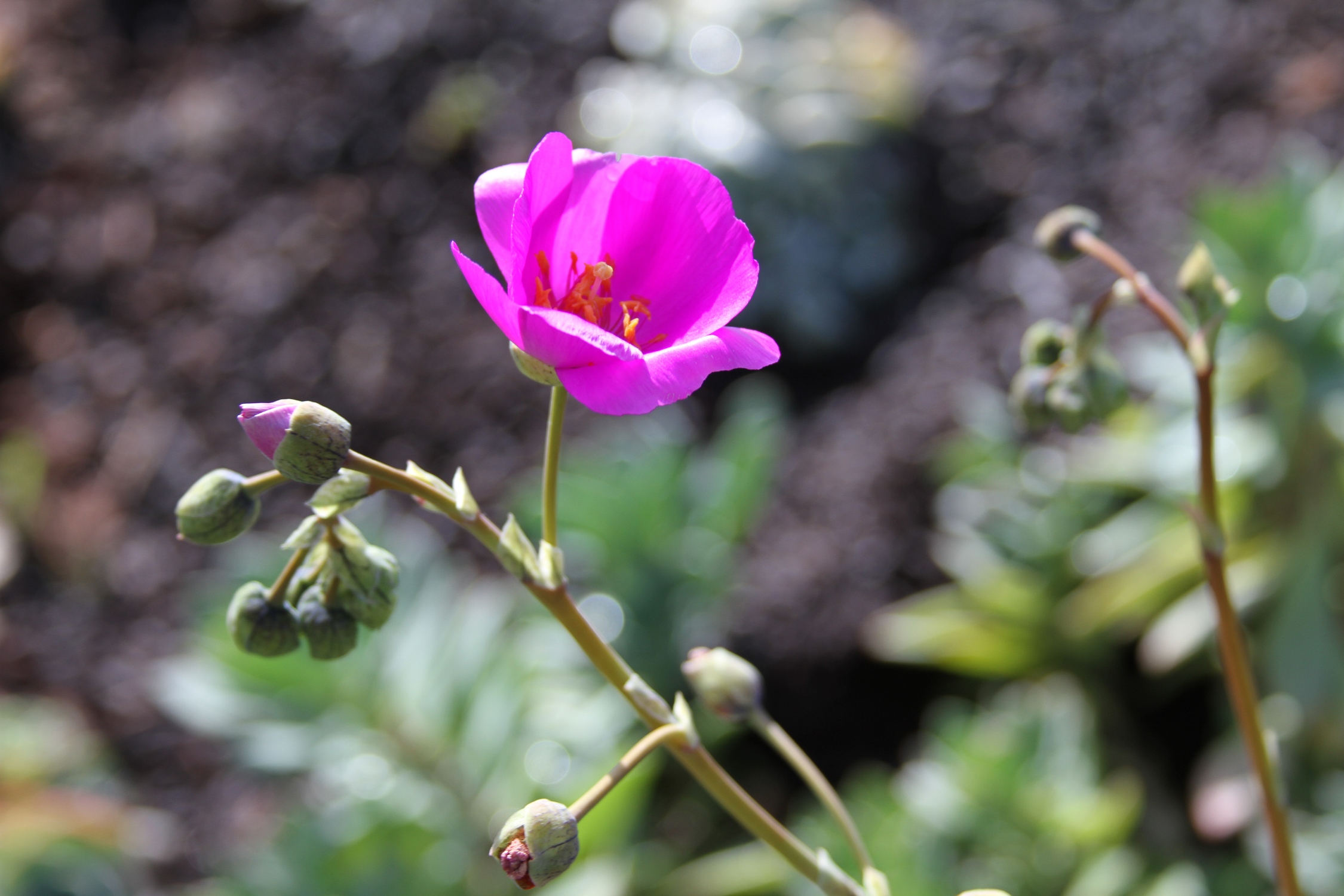 Calandrinia spectabilis | Sloat Garden Center