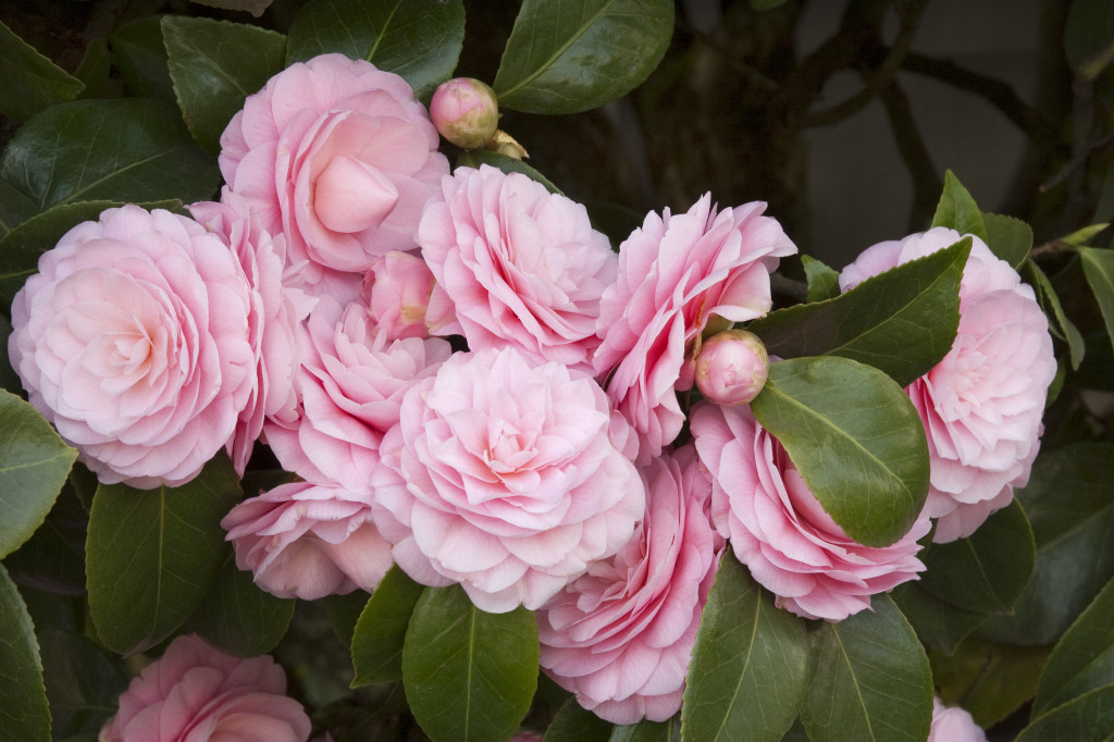 Camellia japonica ‘Pearl Maxwell’ | Sloat Garden Center