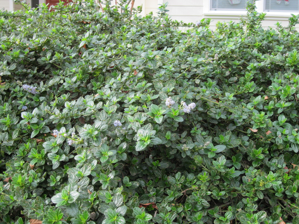 Ceanothus griseus horizontalis ‘Yankee Point’ | Sloat Garden Center