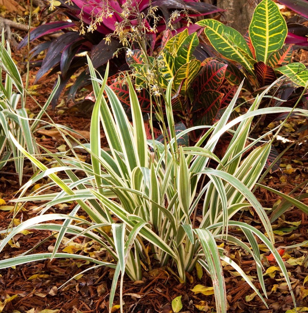 Dianella tasmanica ‘Variegata’ | Sloat Garden Center