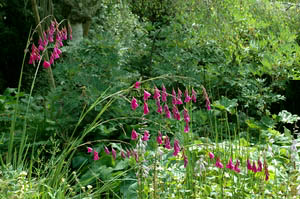 Dierama pendulum | Sloat Garden Center