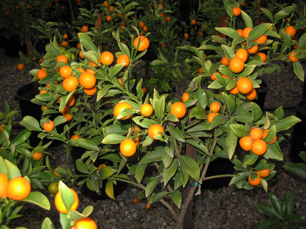 Fortunella margarita ‘Nagami’ | Sloat Garden Center