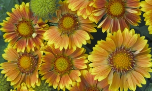 Gaillardia x grandiflora ‘Oranges and Lemons’ | Sloat Garden Center
