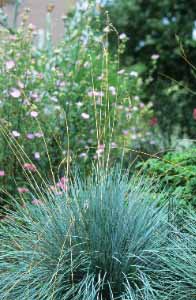 Helictotrichon sempervirens | Sloat Garden Center