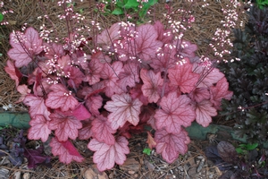 Heuchera ‘Georgia Peach’ | Sloat Garden Center