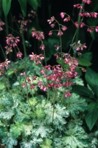 Heuchera ‘Snow Angel’ | Sloat Garden Center