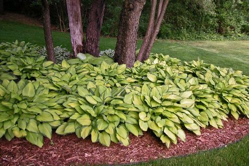 Hosta ‘Gold Standard’ | Sloat Garden Center