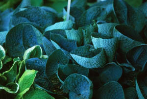 Hosta ‘Love Pat’ | Sloat Garden Center