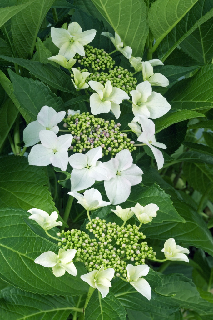 Hydrangea macrophylla ‘Princess Lace’ | Sloat Garden Center