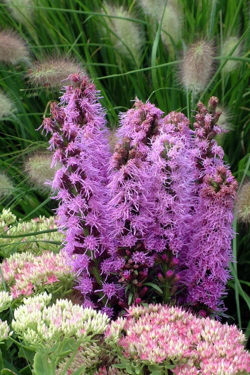 Liatris spicata ‘Kobold’ | Sloat Garden Center
