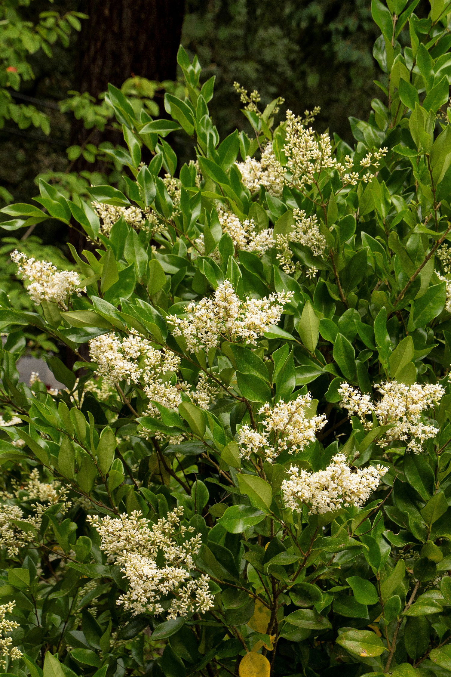Ligustrum japonicum ‘Texanum’ | Sloat Garden Center
