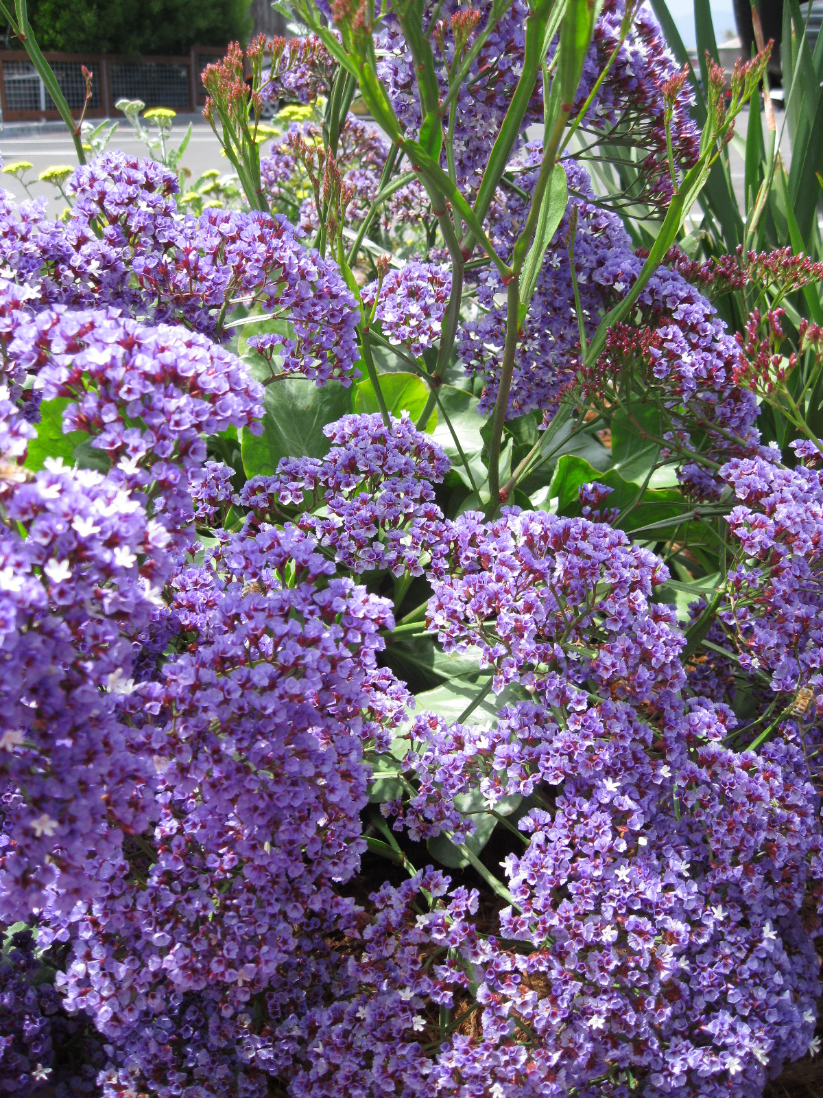 Limonium perezii | Sloat Garden Center