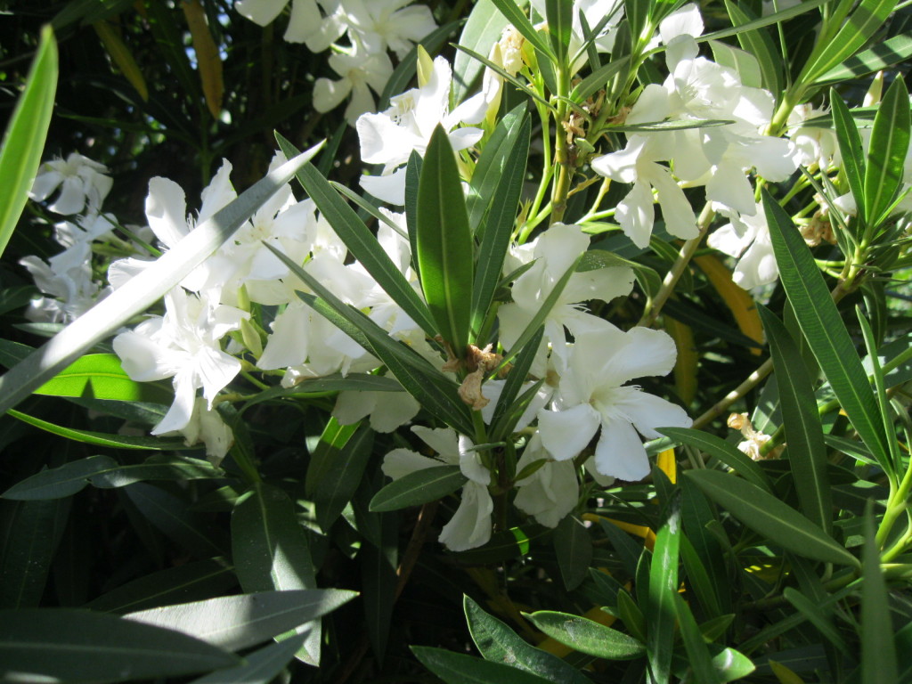 Nerium oleander ‘White’ | Sloat Garden Center