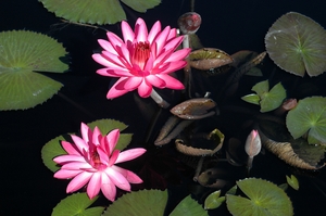 Nymphaea hybrid ‘Catherine Marie’ | Sloat Garden Center