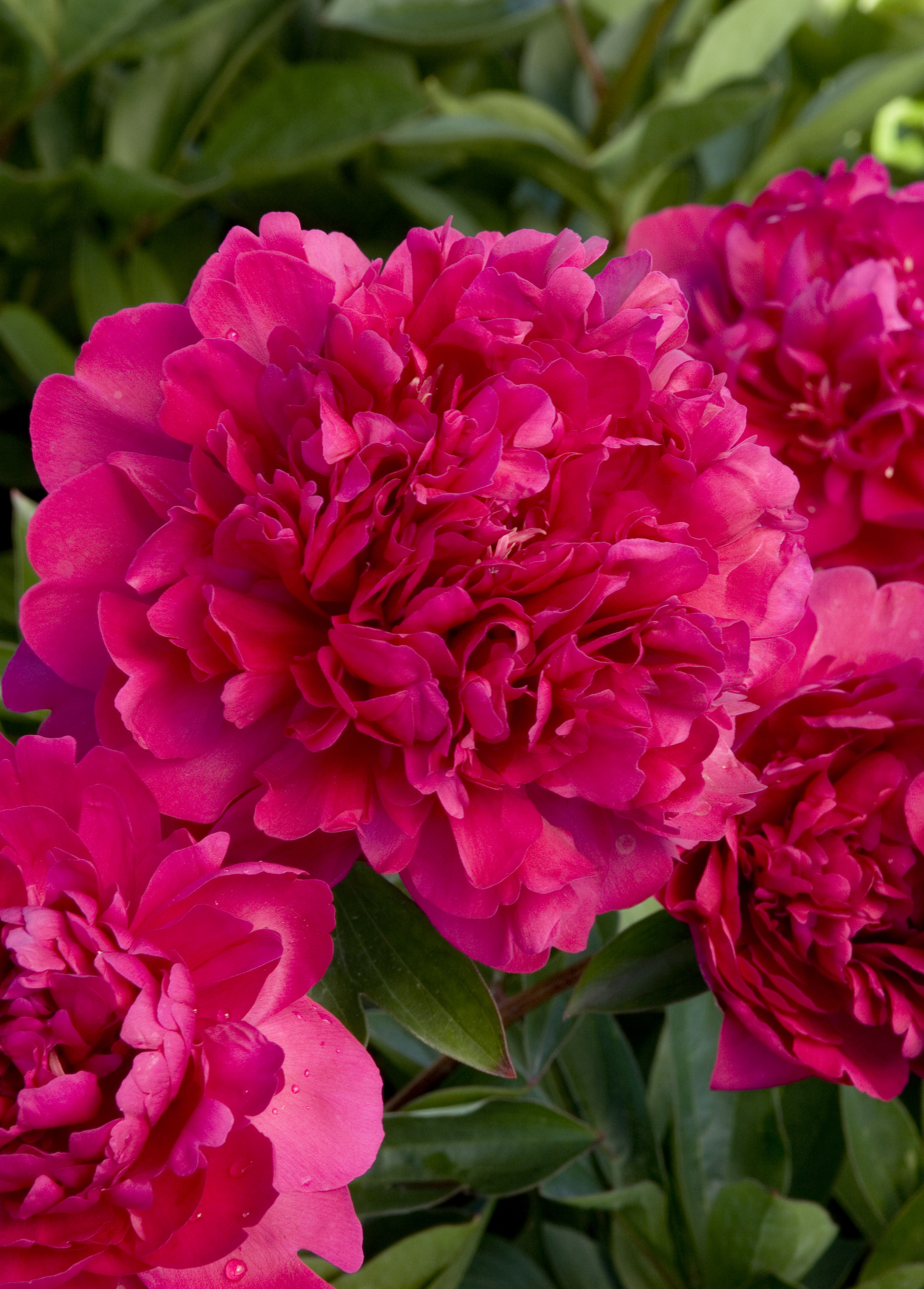 Paeonia hybrid ‘Paul Wild’ | Sloat Garden Center