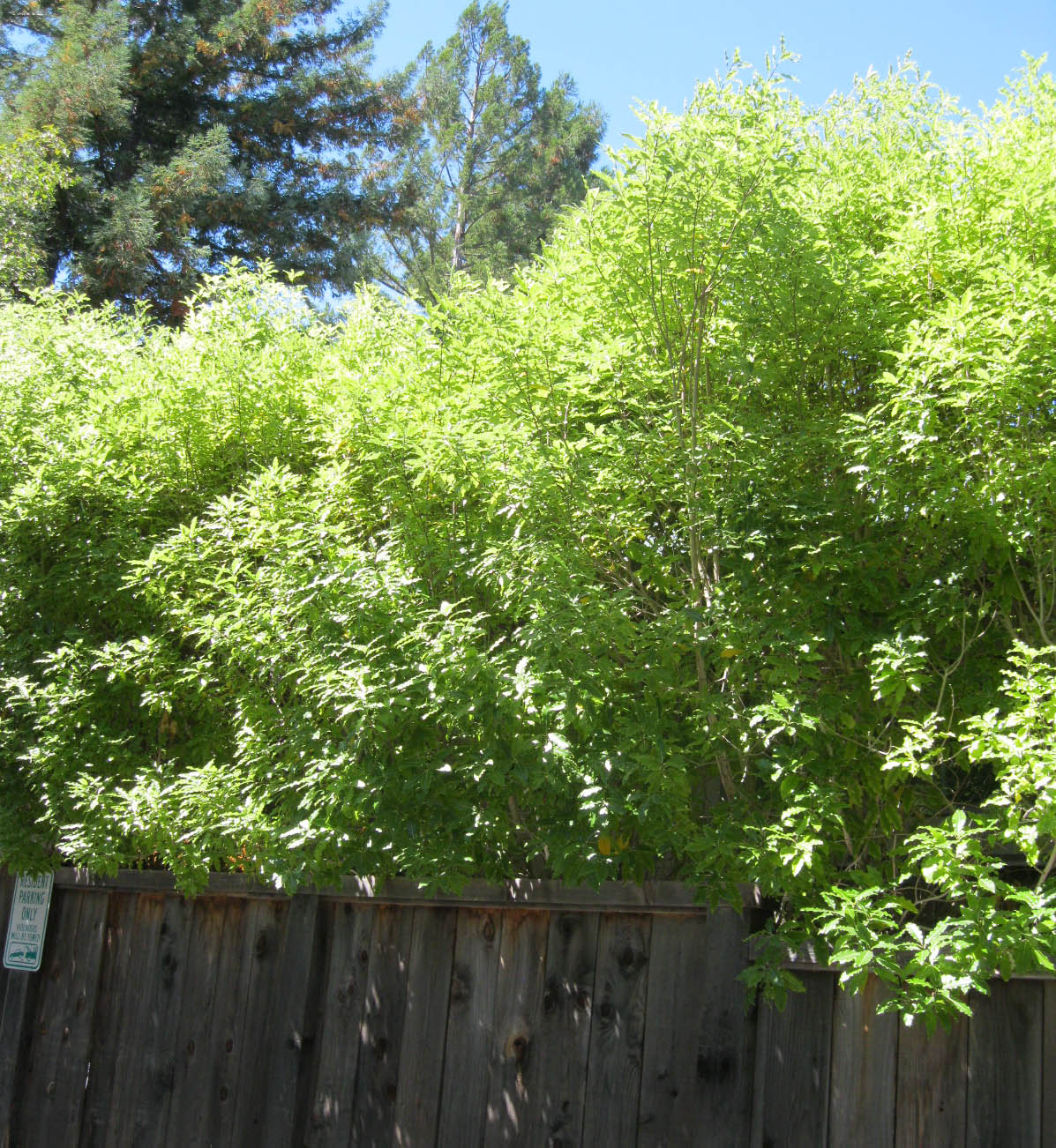 Pittosporum eugenioides | Sloat Garden Center