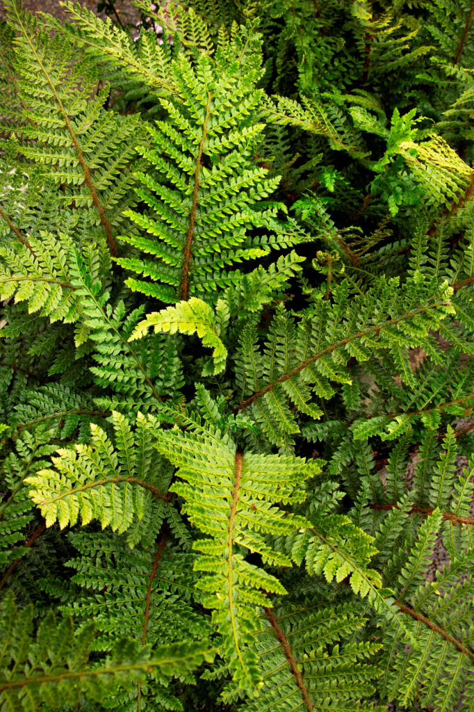 Polystichum Polyblepharum Sloat Garden Center