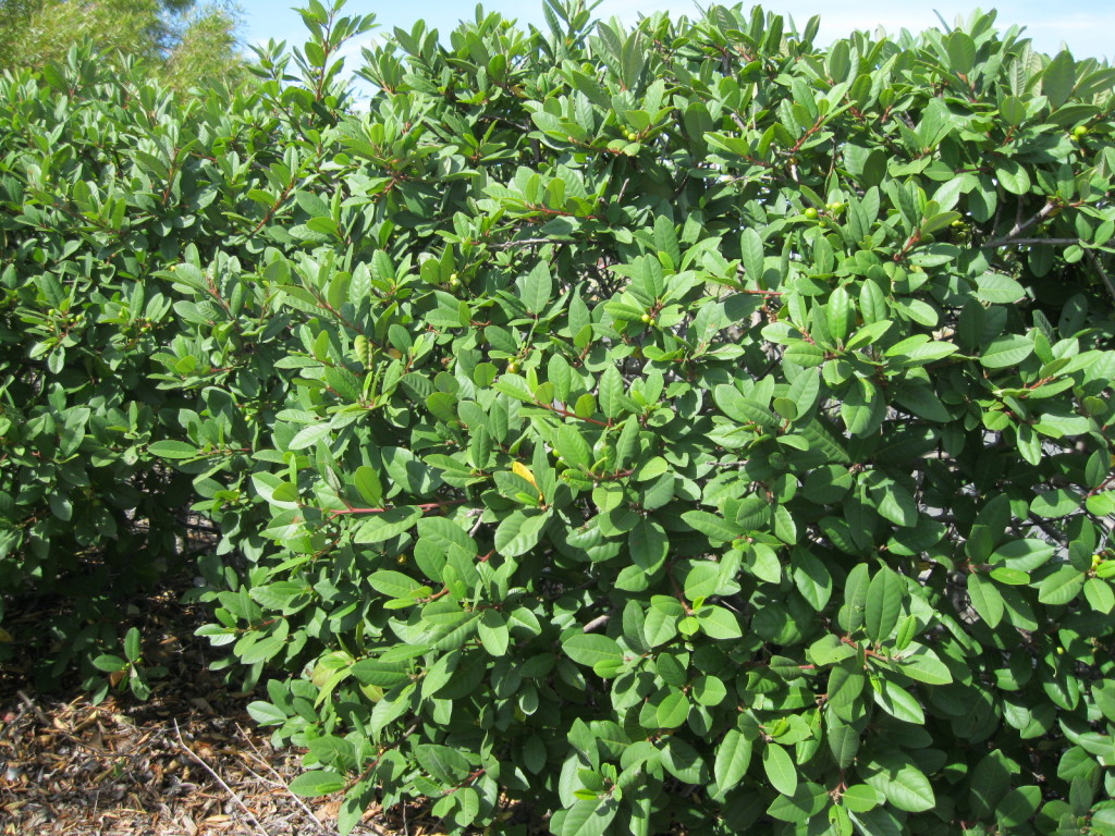 Rhamnus californica ‘Eve Case’ | Sloat Garden Center