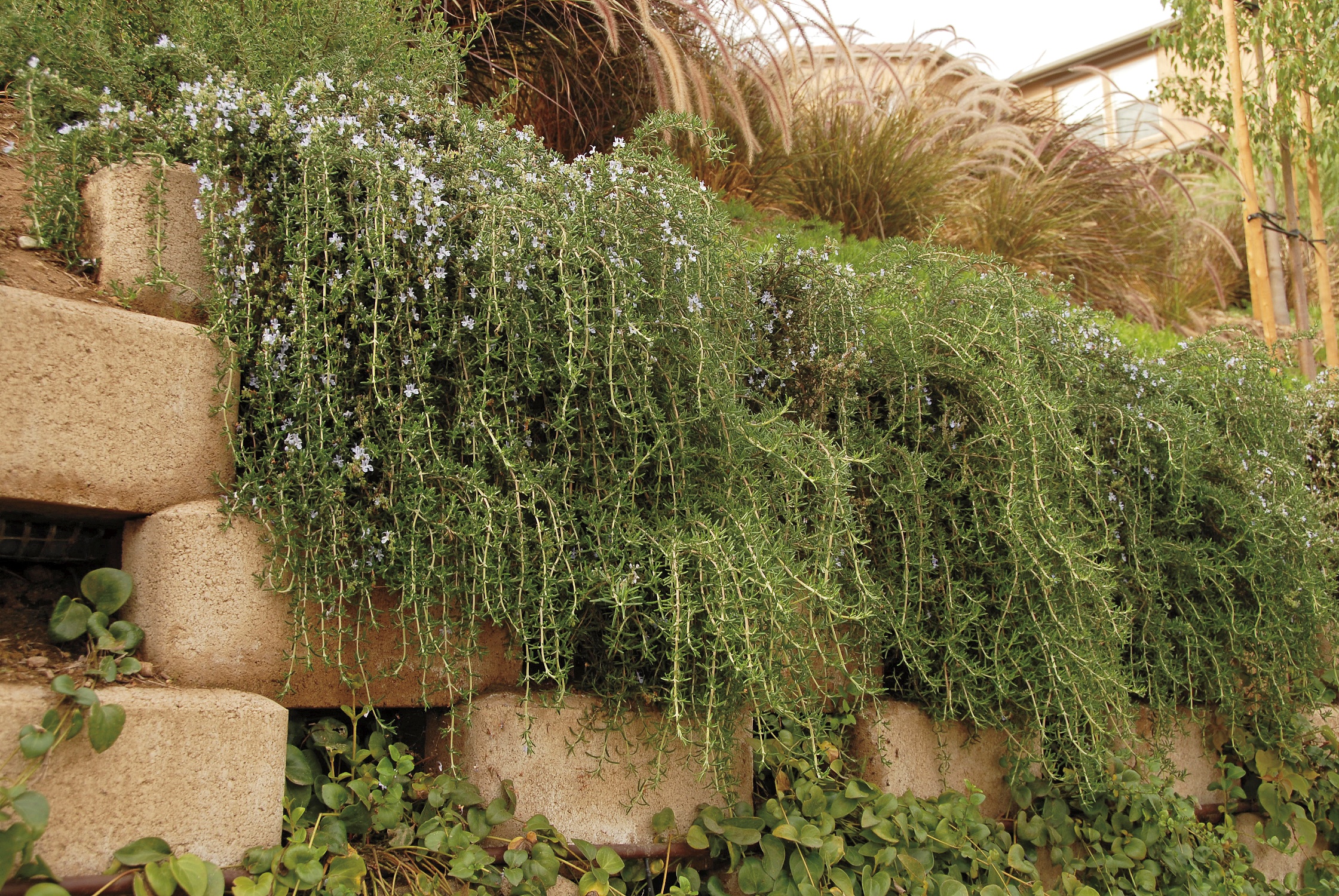 Rosmarinus officinales ‘Huntington Carpet’ | Sloat Garden Center