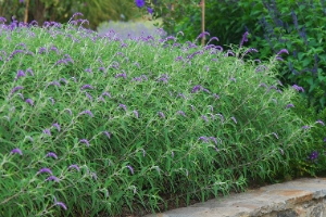 Salvia leucantha | Sloat Garden Center