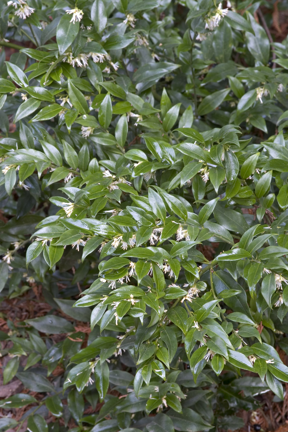 Sarcococca Ruscifolia Sloat Garden Center Sarcococca Ruscifolia Sloat Garden Center