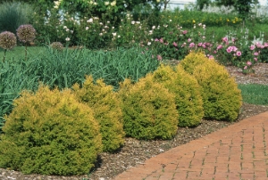 Thuja occidentalis ‘Rheingold’ | Sloat Garden Center