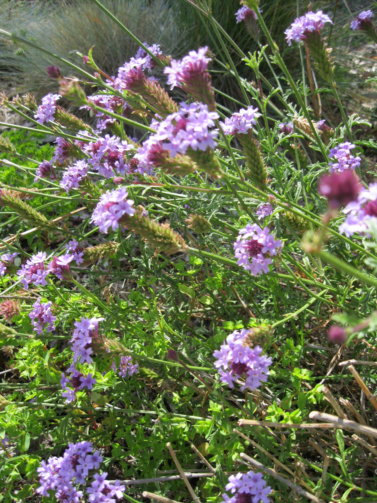 Verbena lilacina | Sloat Garden Center