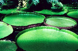 Victoria cruziana | Sloat Garden Center