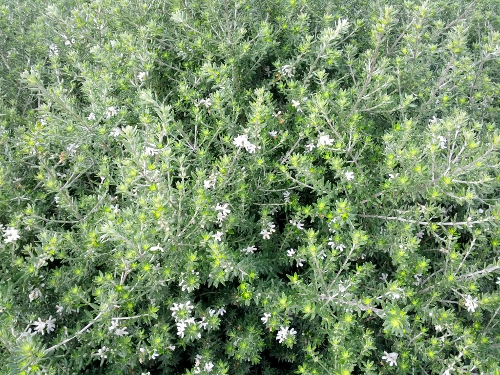 Westringia fruticosa | Sloat Garden Center