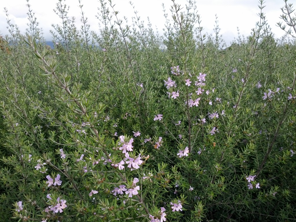 Westringia fruticosa ‘Wynyabbie Gem’ | Sloat Garden Center