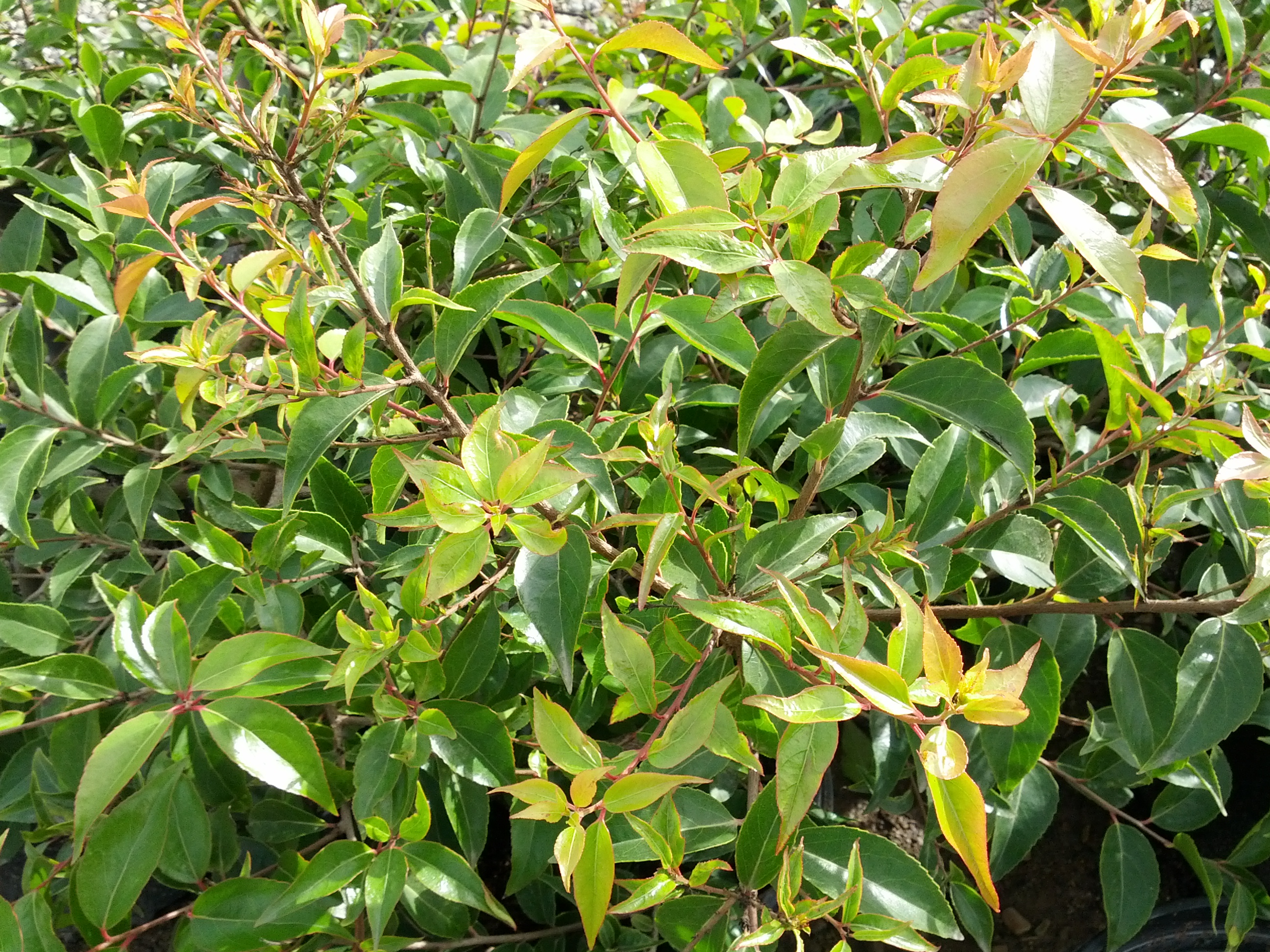 Xylosma congestum | Sloat Garden Center
