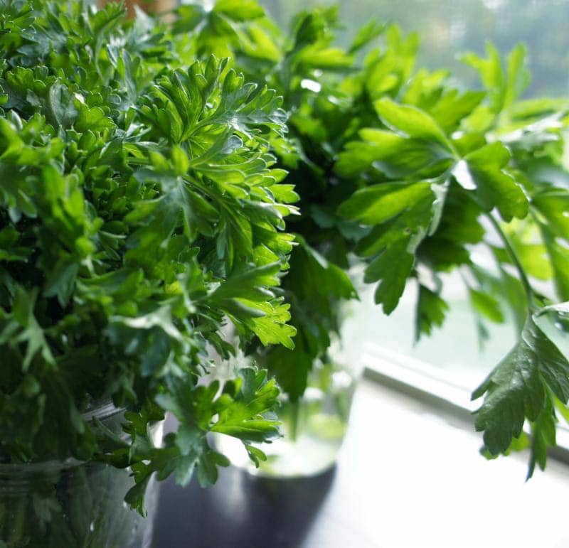 Herbs: Parsley | Sloat Garden Center