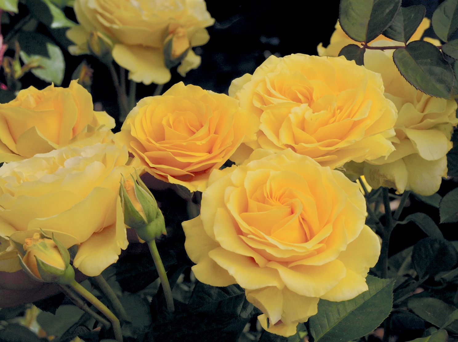 Our 2015 dormant roses have arrived! | Sloat Garden Center