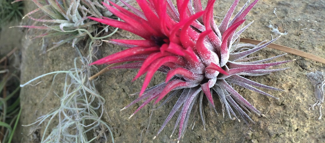 Gopher resistant plants | Sloat Garden Center