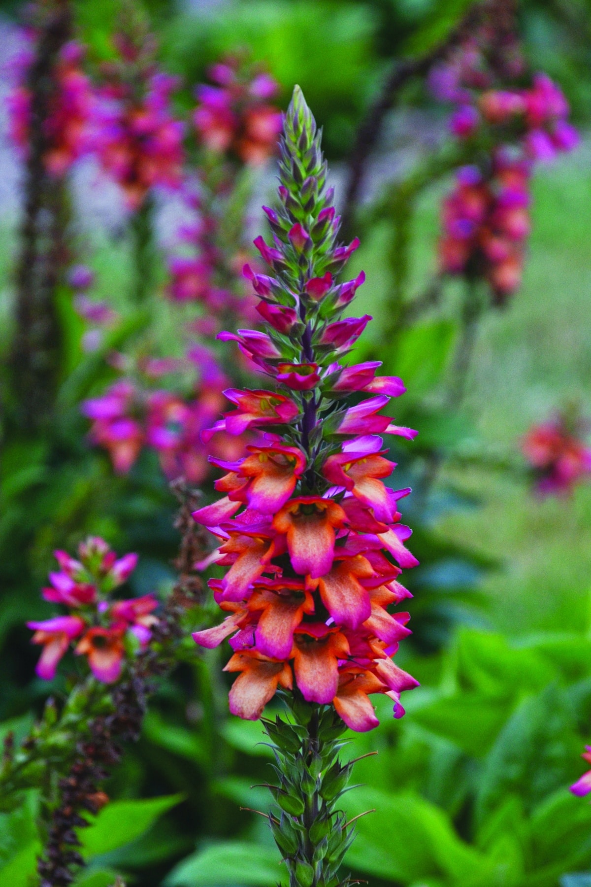 For Pollinator Week: Digiplexis! | Sloat Garden Center