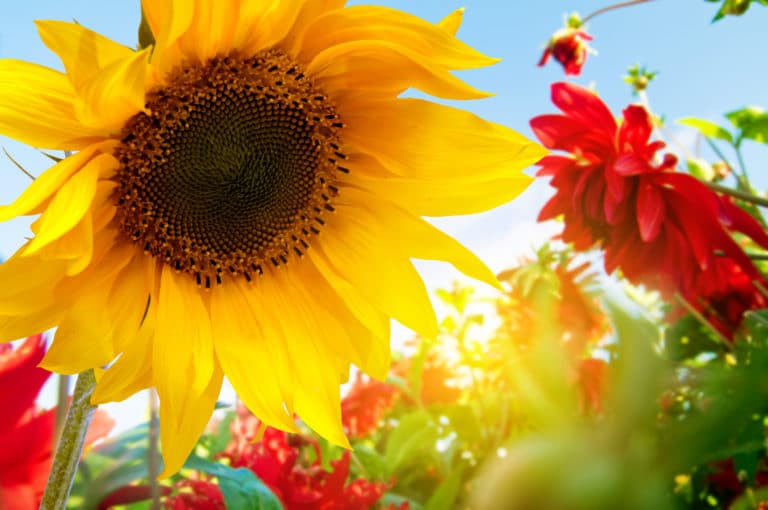 Gopher resistant plants | Sloat Garden Center