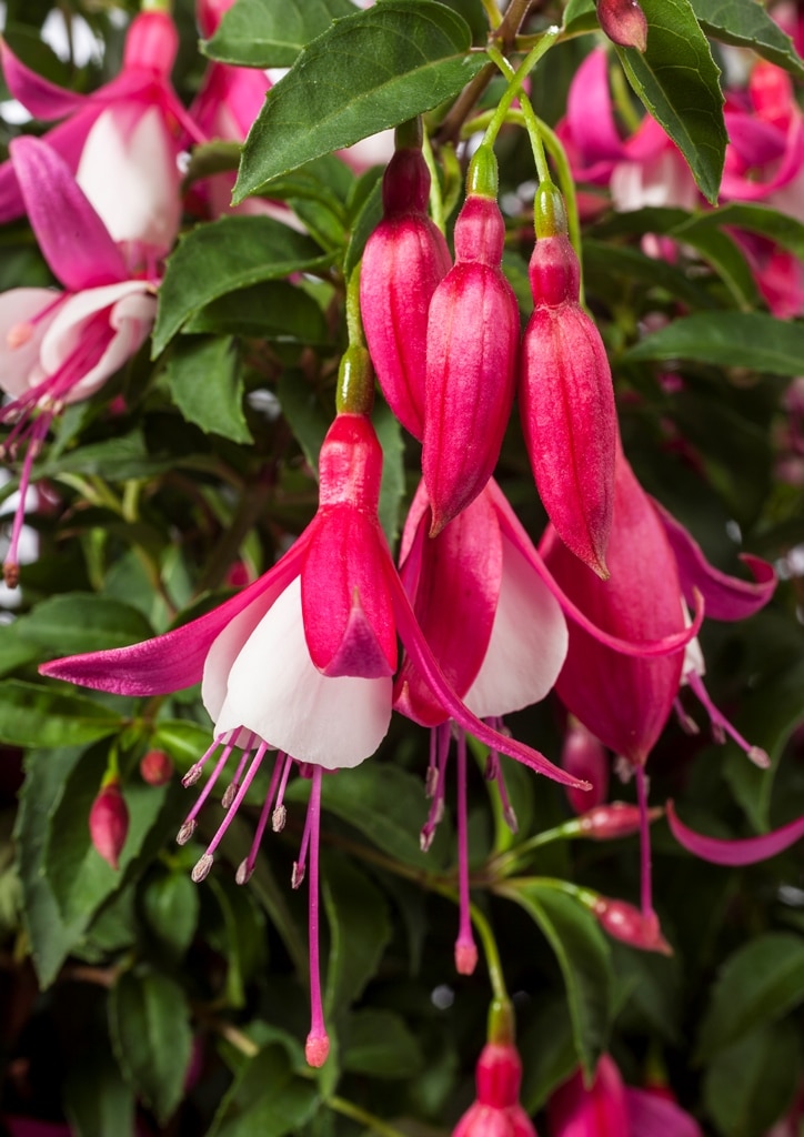 San Francisco, the Fuchsia capital! | Sloat Garden Center