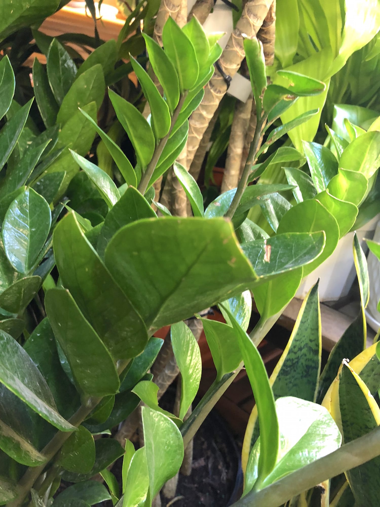Some of our Favorite Houseplants | Sloat Garden Center
