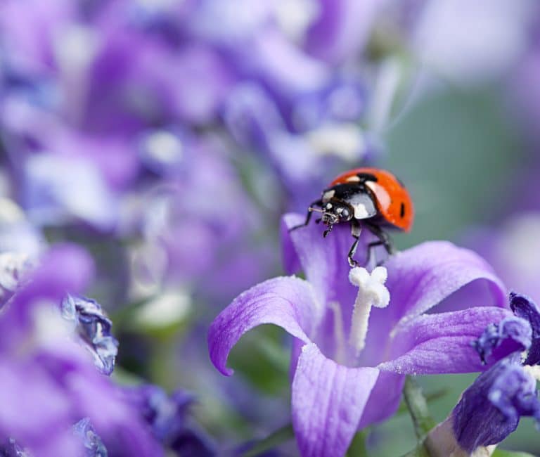 Gopher resistant plants | Sloat Garden Center